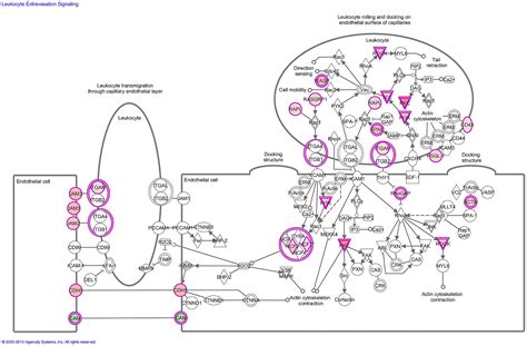 Leukocyte Extravasation