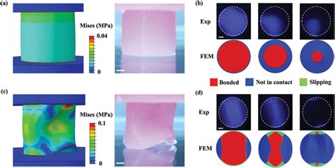 A The Deformation Of The Shp From Simulation And Experiment When The Download Scientific