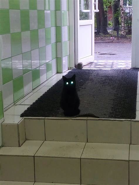 Уголек) | Пикабу