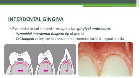 Clinical Periodontology Introduction And Anatomy Pdf