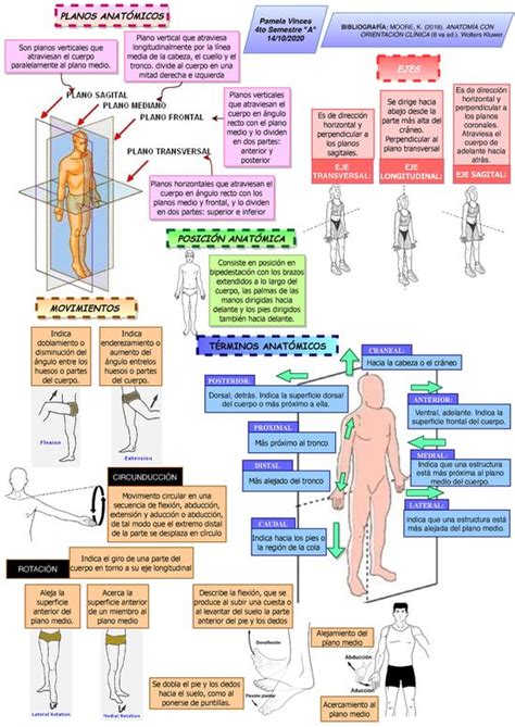 En Esta Imagen Se Muestran Las Tres Capas Germinativas Ectodermo Mesodermo Y Endodermo Las Cual