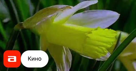 Фильм Экстаз Вилко Джонсона (Великобритания, 2015) – Афиша-Кино