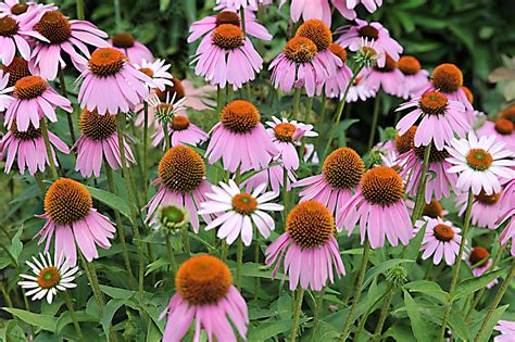 2 무료 는 Ekinezya And 에키네시아 이미지 Pixabay