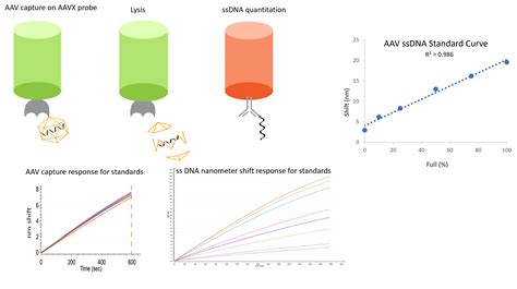 Innovative Biolayer Interferometry Bli Based Method For Determination