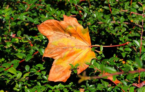 Wallpaper Yellow Leaf Fall For Mobile And Desktop Section природа