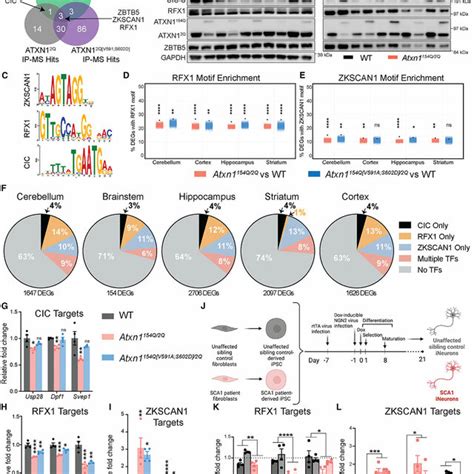 Additional Atxn1 Interacting Transcription Factors Regulate Genes Download Scientific Diagram