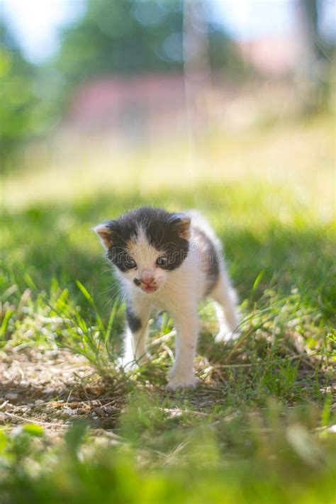 Portrait Of Small Cat Pet Stock Image Image Of Small 263126645