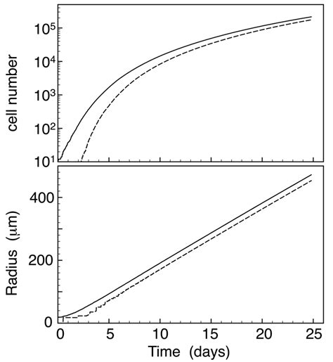Simulation Of 3d Spheroid Growth In The Exponential Regime A Growth Download Scientific