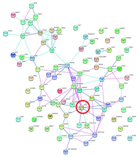 String Analysis Protein Protein Interactions Among Modulated Proteins