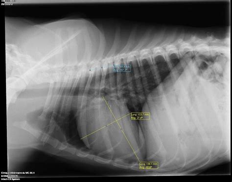 Radiographie Vic Bilh Vétérinaires à Lembeye