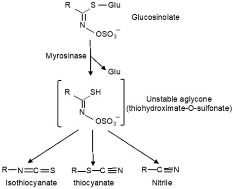 The Cellular And Subcellular Organization Of The Glucosinolate