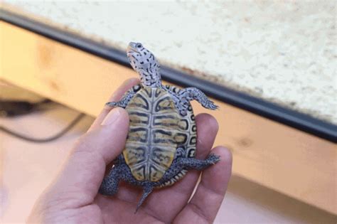 거북이키우기 요즘 물멍하기 참 좋은 테라핀 거북이어항 네이버 블로그