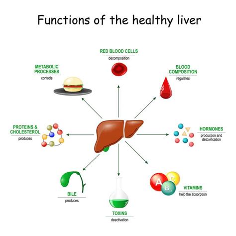 9 Best Ways To Improve Liver Function Natural And Effective