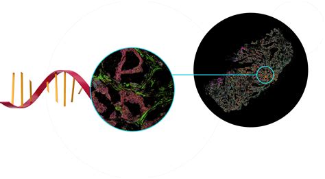 Single Cell Spatial Genomics Vizgen