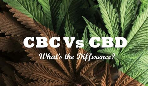 CBD VS CBC What S The Difference Healthy Vibez CBD