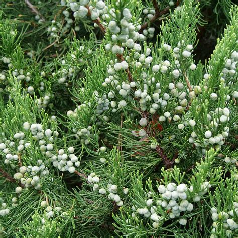Juniperus Gin Fizz® Juniper Jackson And Perkins