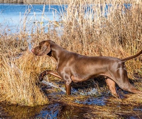 Predatory Behaviors In Pet Dogs - Aggressive Dog