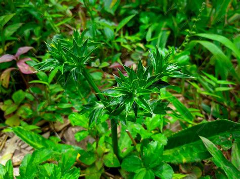 Premium Photo Culantro Plant Or Eryngium Foetidum