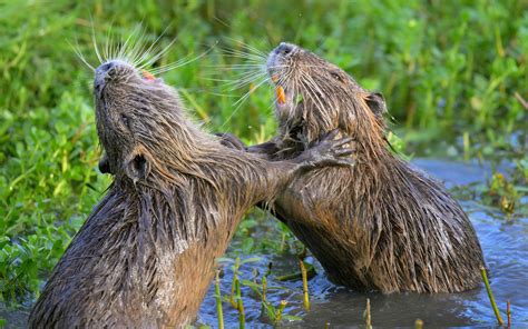 Nutria Deserve Their Reputation As Giant Nasty Swamp Rats