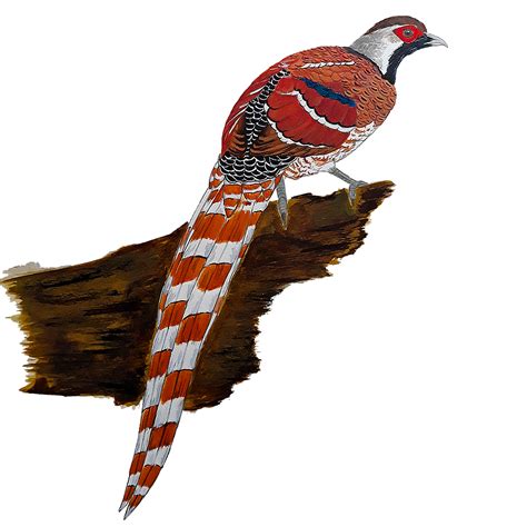 Elliots Pheasant In Southeast China Shanghai Birding 上海观鸟