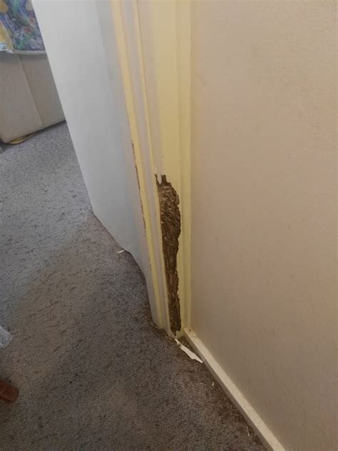 Termite Activity Mascot Precision Pest Control