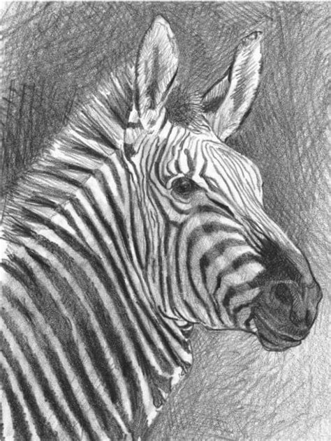 How To Draw A Zebra S Head Step By Step Drawing Tutorial
