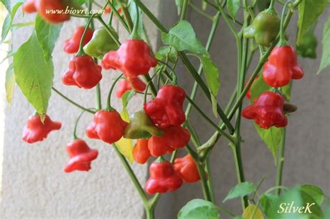 Papričica Ljuta Biskupska Kapica Bishops Crown Capsicum Baccatum