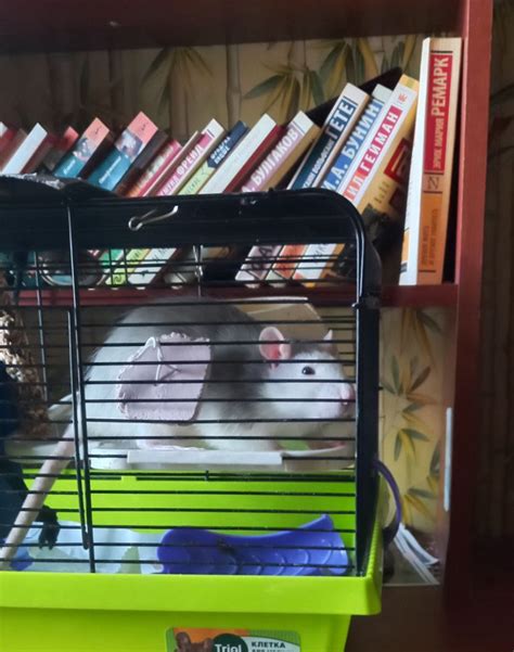 Фото питомца крыса Драхма Xi изучает новый домик