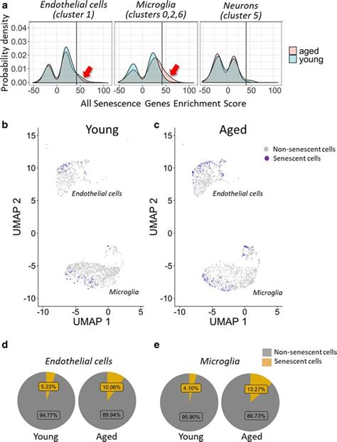 Expression Of Senescence Marker Genes In Different Cell Types In The