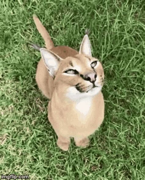 Caracal Ears