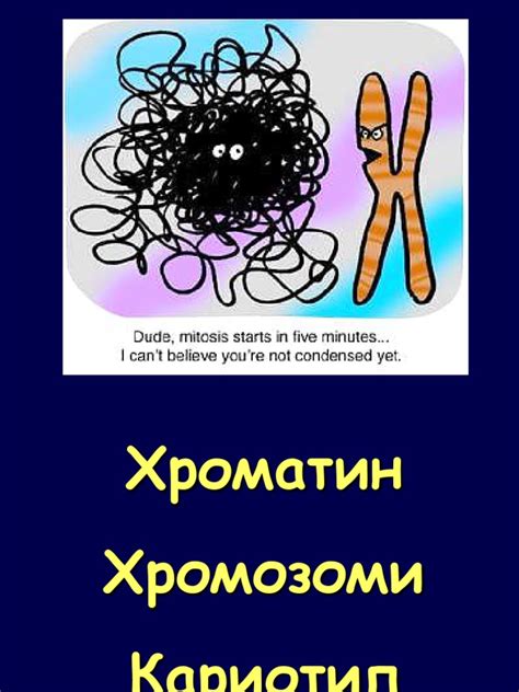 Хроматин Хромозоми Кариотип | PDF