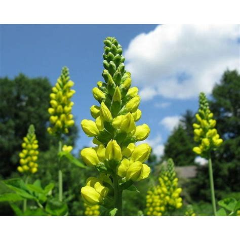 60 Yellow Lupine Whitewhorl Lupine Dense Flowered Lupine Lupinus