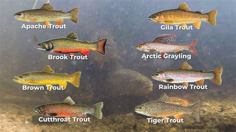 Arizona Trout Challenge Youtube