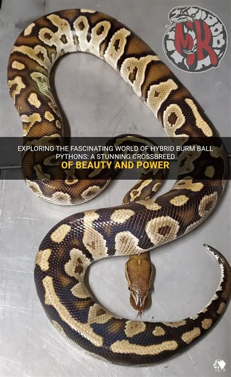 Exploring The Fascinating World Of Hybrid Burm Ball Pythons A Stunning Crossbreed Of Beauty And