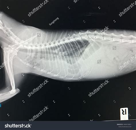 13 Cat Dyspnea Royalty Free Photos And Stock Images Shutterstock
