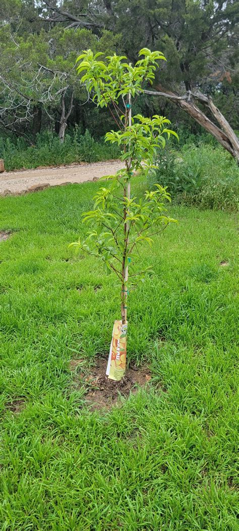 Fruit Tree Care R Arborists