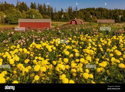 You Pick Dahlias At Lynch Creek Farm On Olympic Peninsula Washington