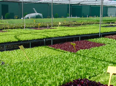 Nursery Table Austral Seedlings