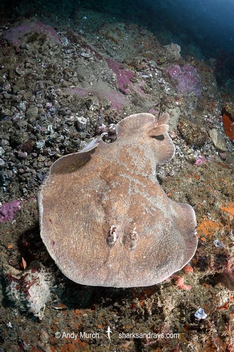 Coffin Ray 026 Sharks And Rays