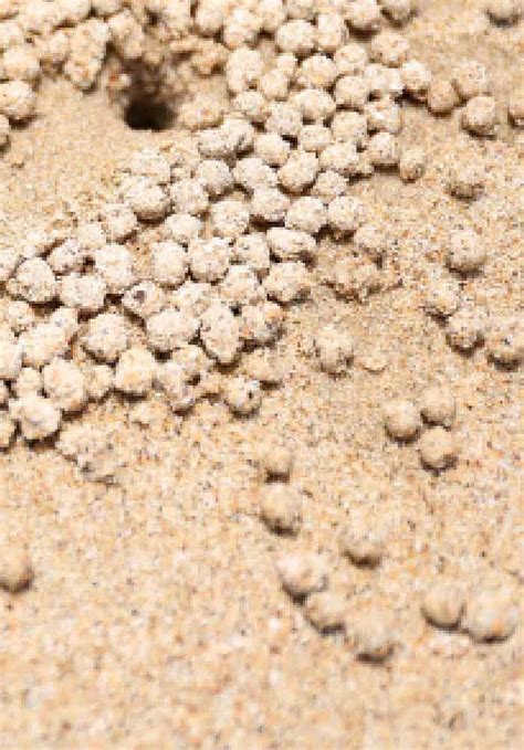 Contemporary Approaches To The Histogram Modification Based Data Hiding