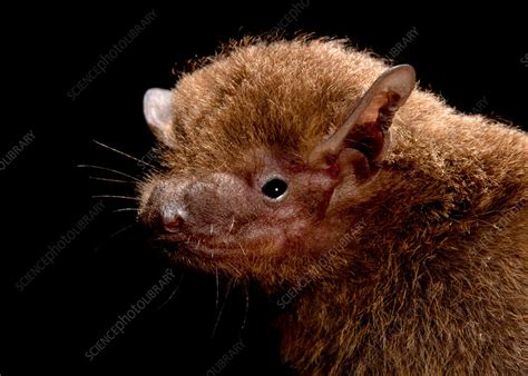 Japanese Pipistrelle Stock Image C017 2931 Science Photo Library