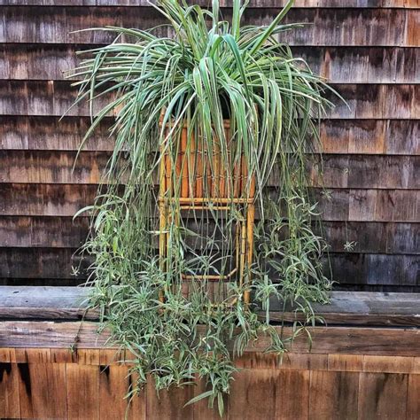 Can Spider Plants Live Outside How To Care For Spider Plant Outdoors