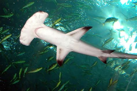 Hammerhead Sharks See 360 Degrees In Stereo Live Science