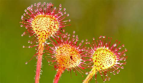 12 Unbelievable Facts About Sundew