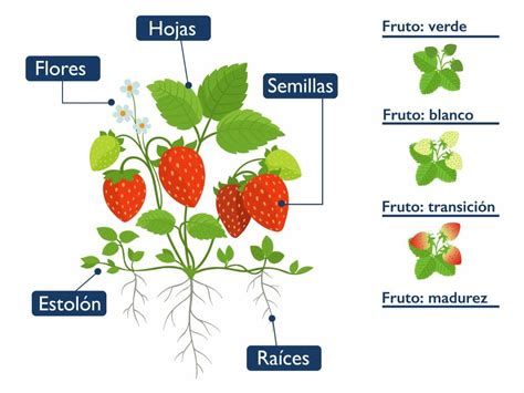 Balance Hormonal En Frutillafresa Y 3 Estrategias Stoller Para