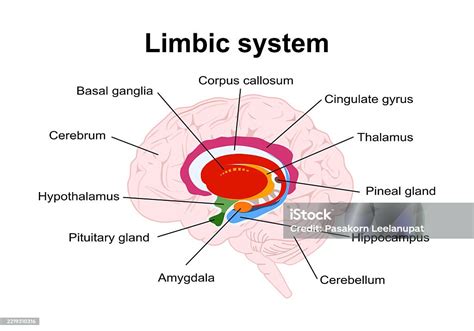 Limbic System Cross Section Of The Human Brain Structure And Anatomical