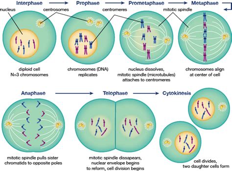 Mitosis Interphase G1 S G2