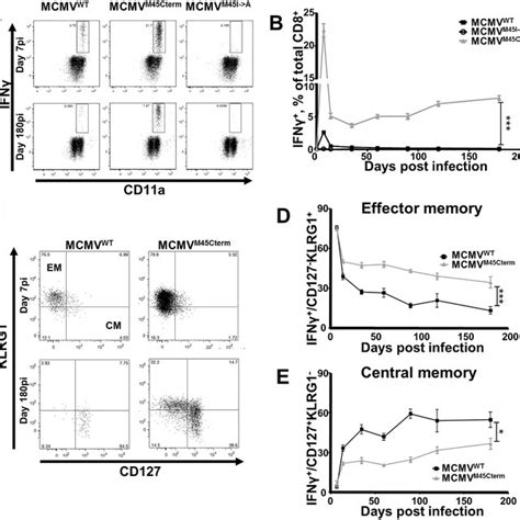 Immune Protection By C Terminal Epitope Localization In A Cmv Vaccine
