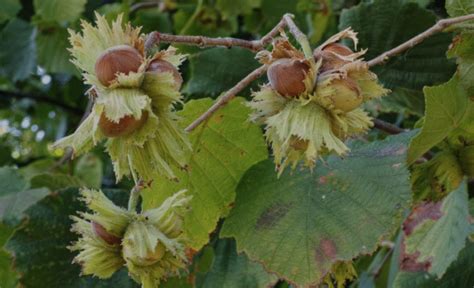 16 Types Of Hazelnut Trees And Their Identifying Characteristics Viva