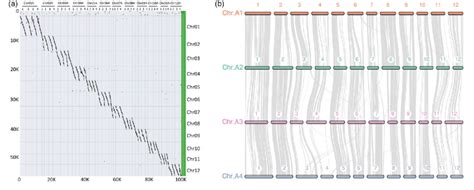 Homologous Genes And Collinearity Analysis Of The Four Haplotypes A Download Scientific